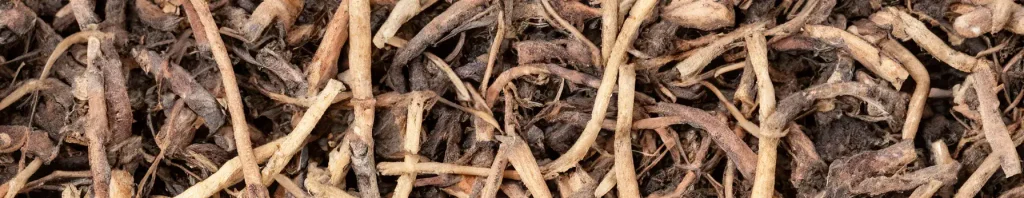 The Mystique of Cypriol in Perfumery: A Journey from Extraction to ...