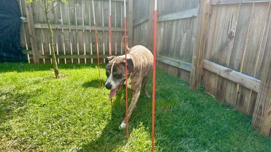 DIY Dog Agility Equipment: 7 Cheap & Easy Options