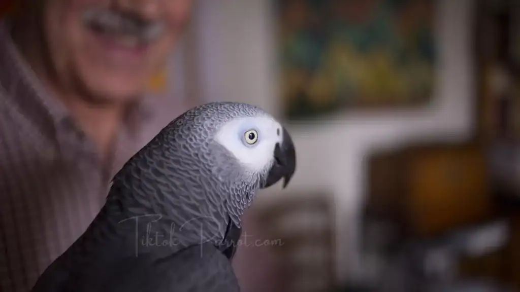 African Grey Parrot Brain Size And Intelligence Level