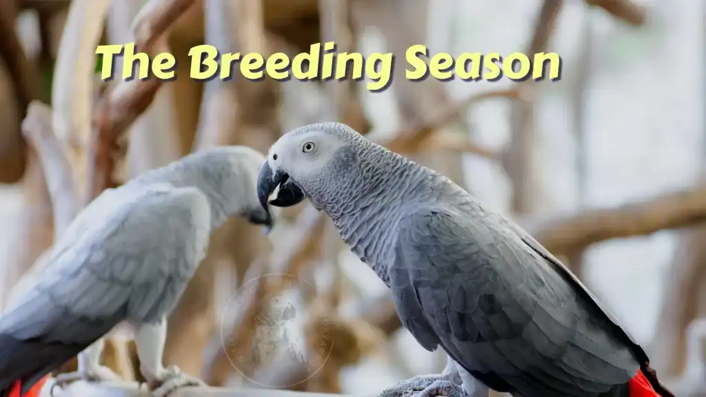 Full Guide to African Grey Parrot Eggs: Everything You Need to Know