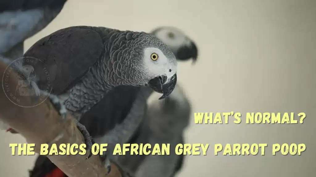 The Scoop on African Grey Parrot Poop: A Fascinating Guide for Pet Owners