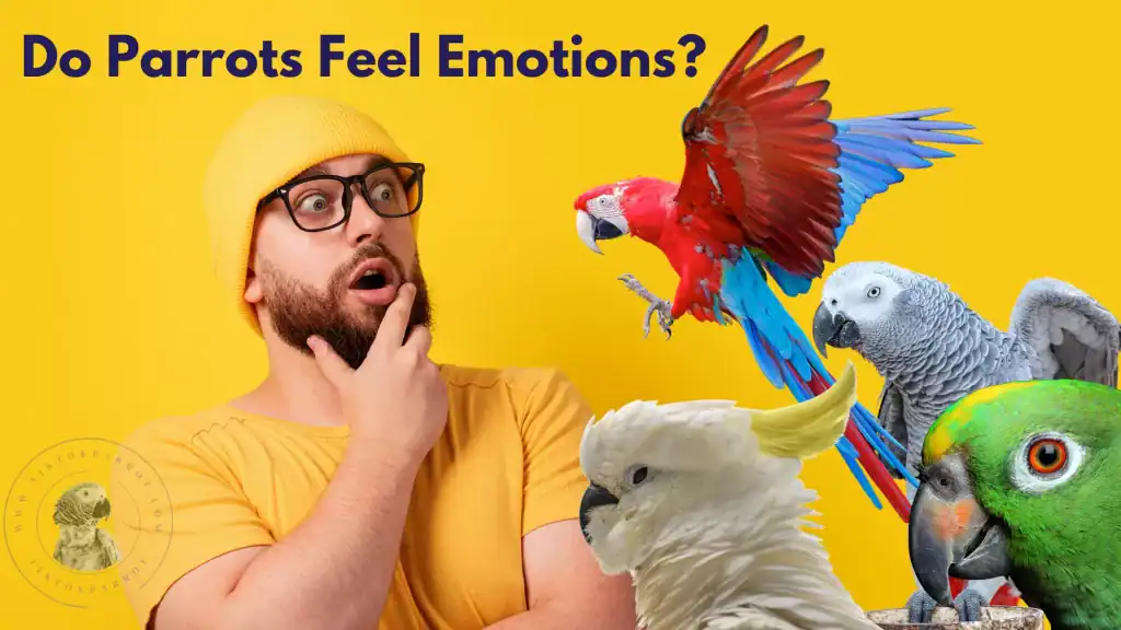 Parrots Unmasked: Do They Remember Faces and Yearn for Your Presence?