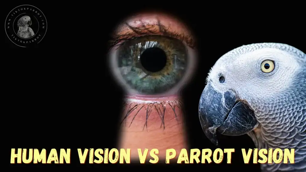 Color Mystery: How African Grey Parrots See a World Beyond Human Perception