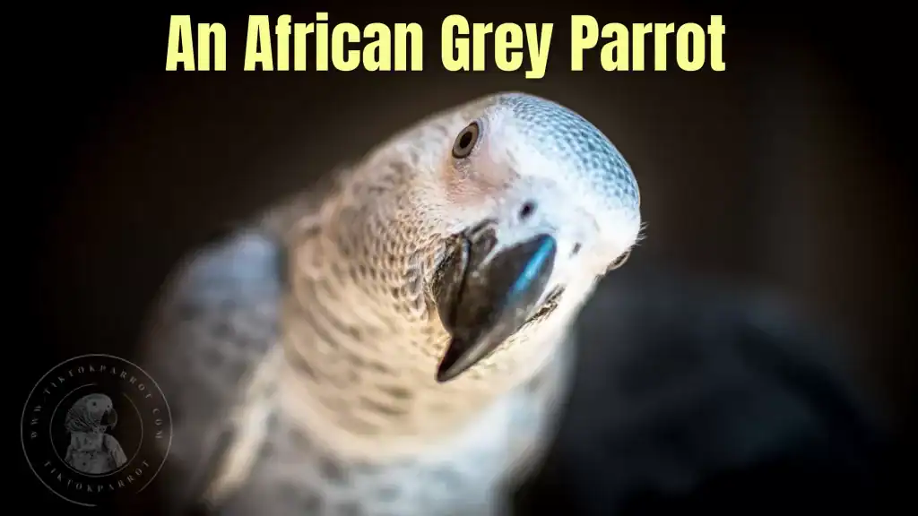 Are African Grey Parrots Right For You?