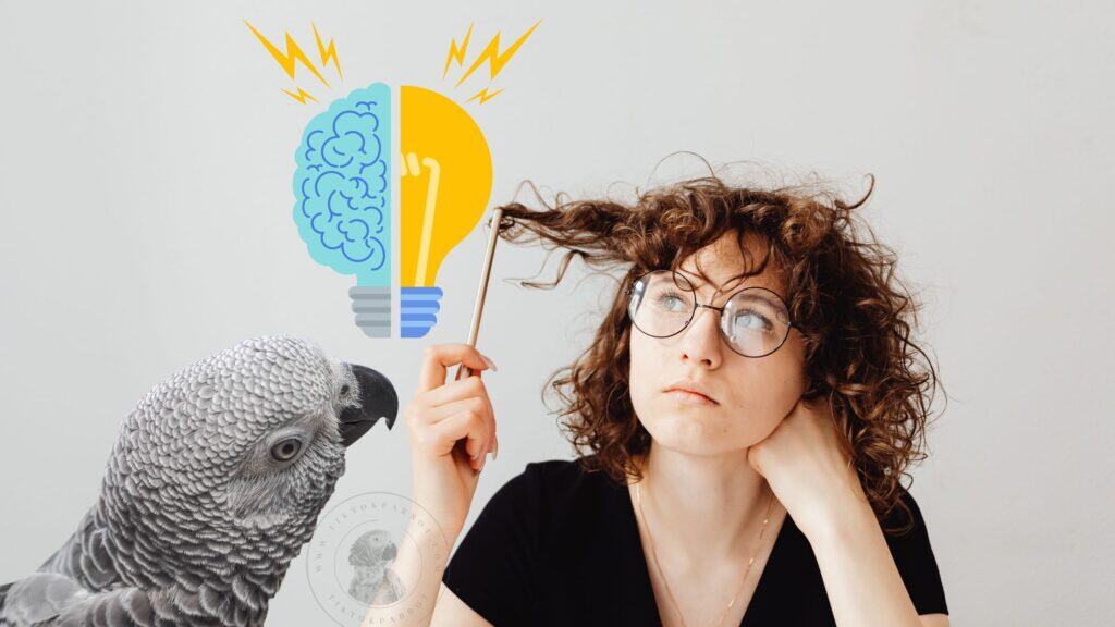 African Grey Parrot Brain Size And Intelligence Level