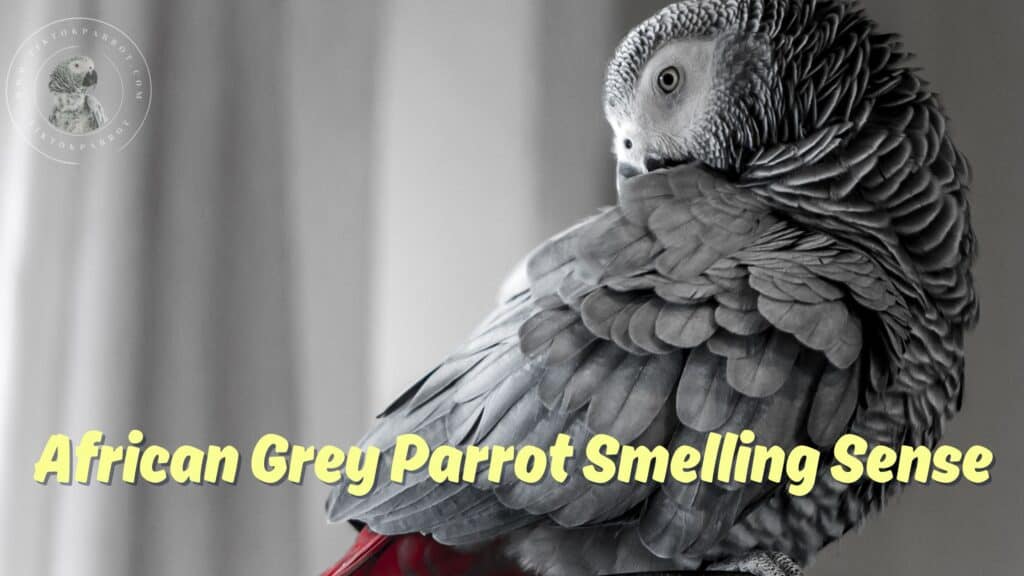 African Grey Parrots: Do They Have a Secret Sense of Smell?