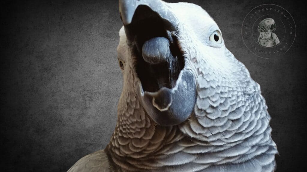 African Grey Parrots: Do They Have a Secret Sense of Smell?