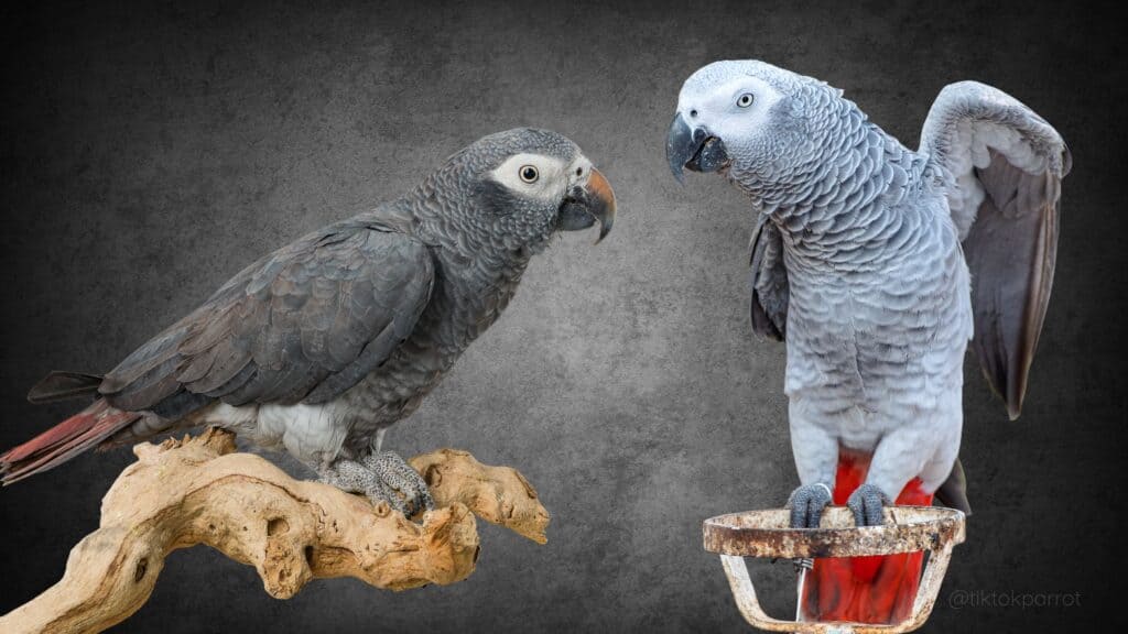 Congo vs Timneh African Grey: Price, Personality, and Care Compared