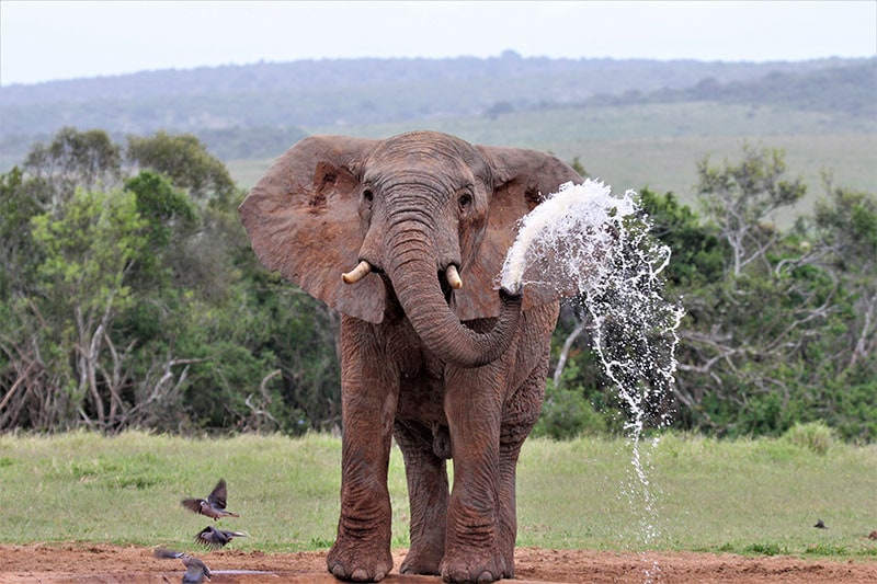 ADDO ELEPHANT PARK SAFARIS - FULL DAY | Tours and Tickets SA