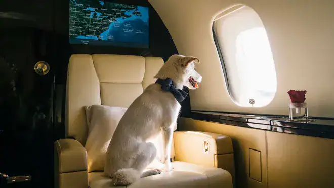 Everything You Need to Know About Flying With Your Pets