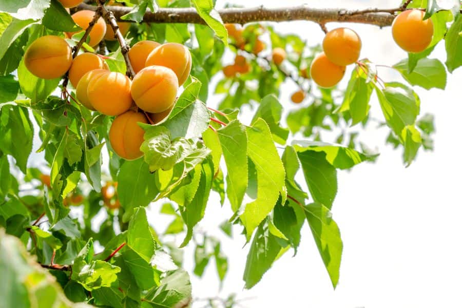 How to Prune an Apricot Tree: 10-Step Guide | Priority Tree Services