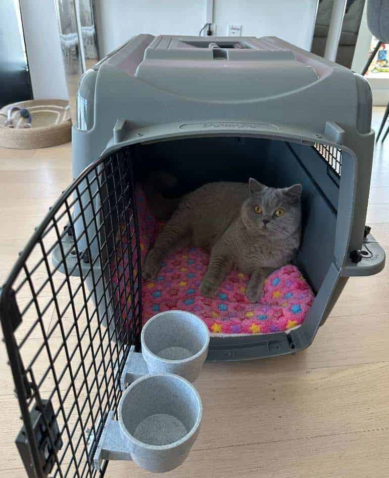 How Do Dogs & Cats Go to the Bathroom on Planes?