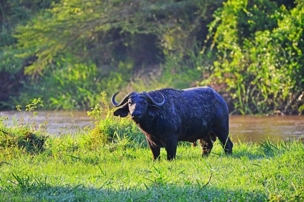 Nile Perch | Bucket List Fish Species