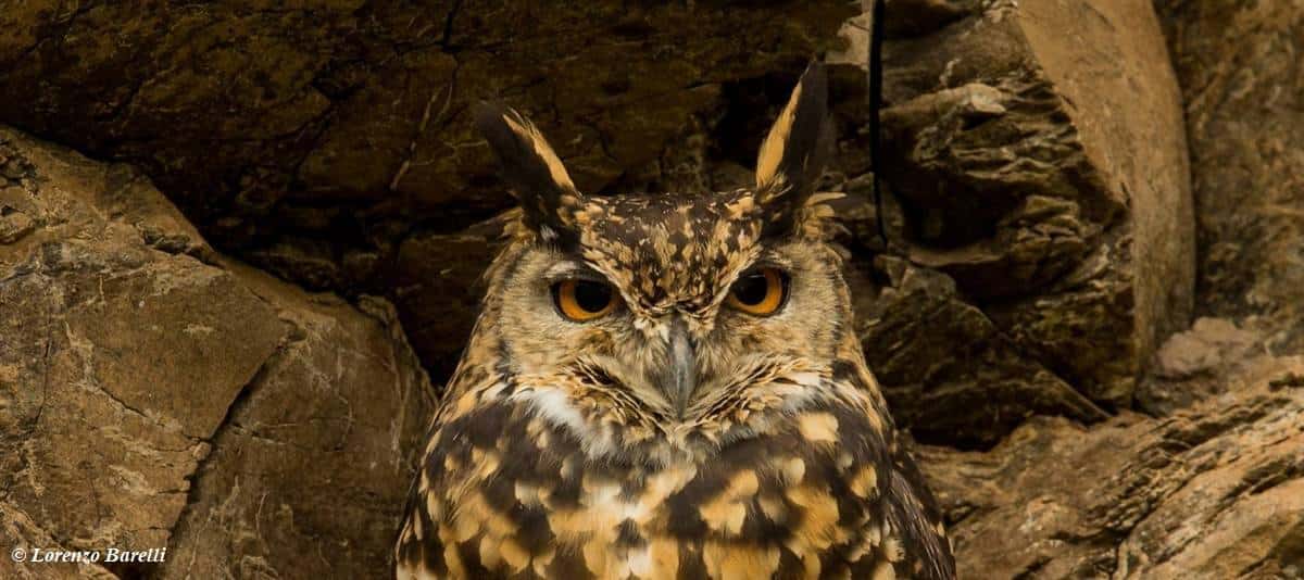 abyssinian eagle owl