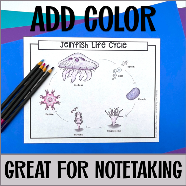 Jellyfish Life Cycle - Easy Fun Science