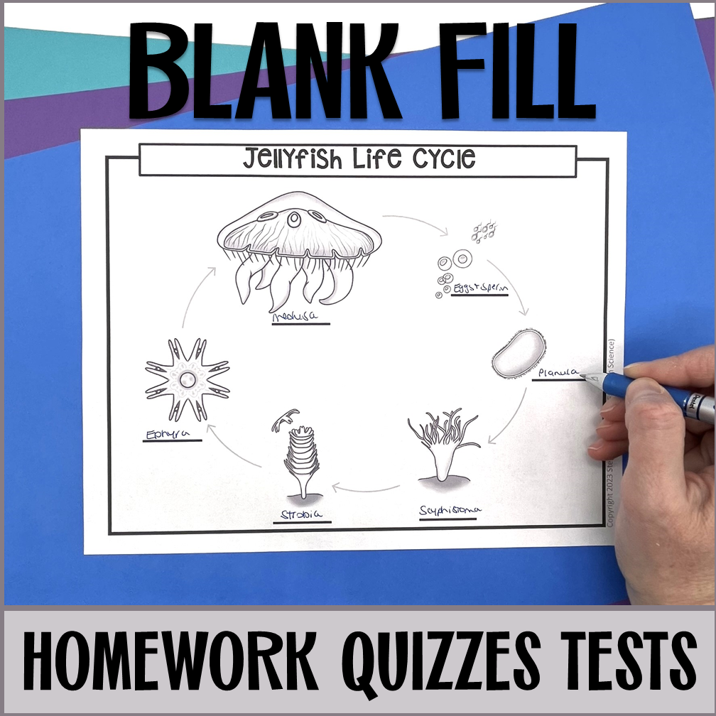 Jellyfish Life Cycle - Easy Fun Science