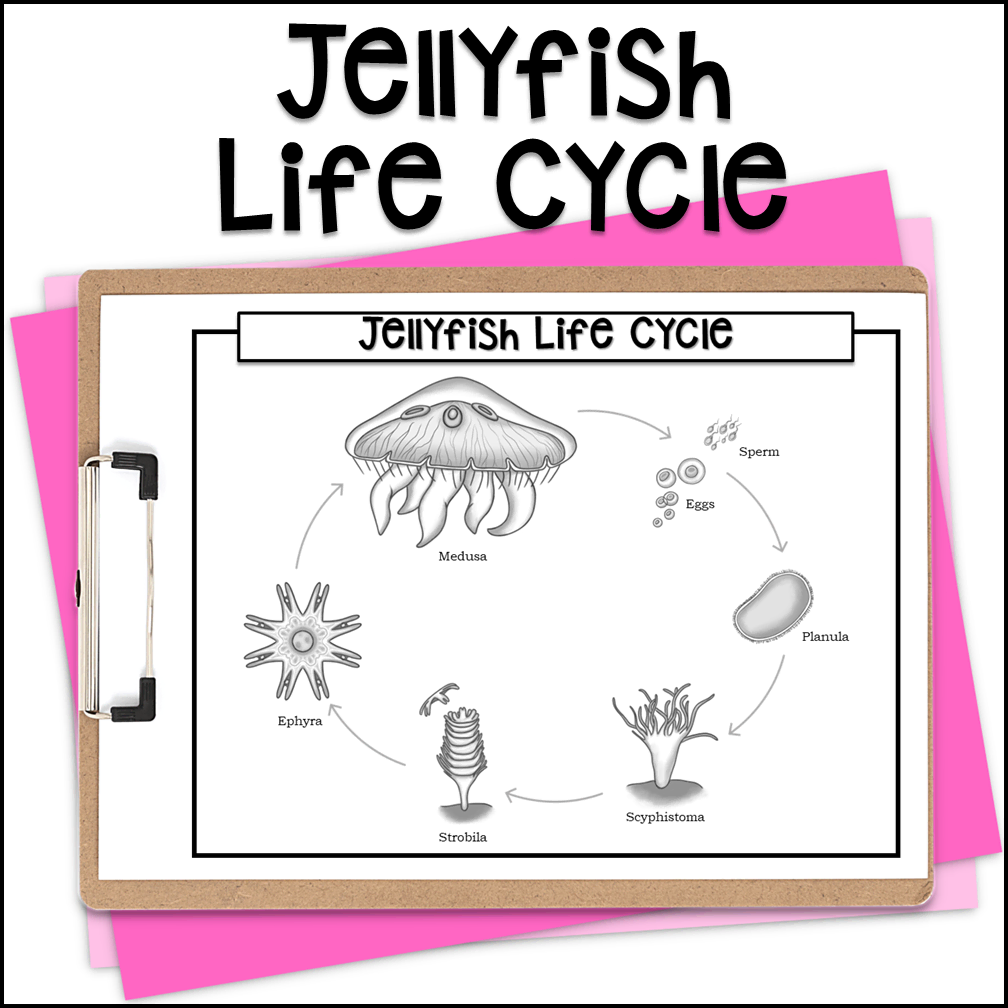 Swimming Creatures Chapter 12 Cnidarians EDITABLE - Easy Fun Science