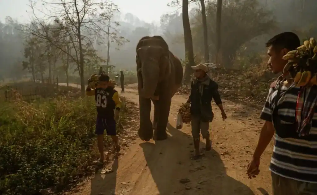 What Is Elephant Musth? Key Facts You Need to Know