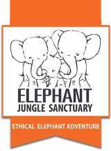 What Is Elephant Musth? Key Facts You Need to Know