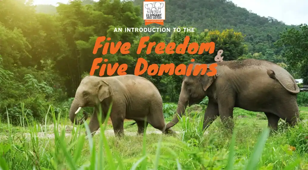 The Five Freedoms & Five Domains Models of Animal Welfare