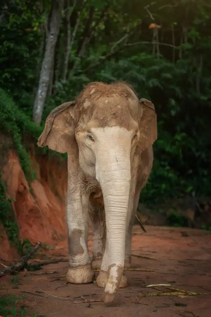 What Is Elephant Musth? Key Facts You Need to Know