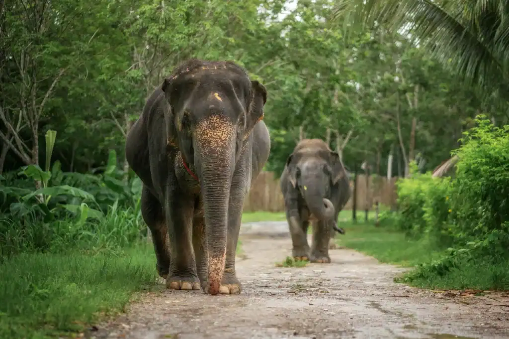 cool things about elephants