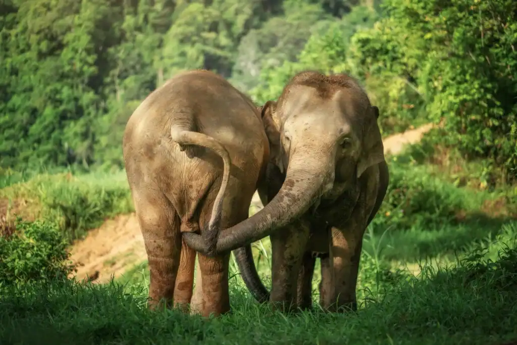 cool things about elephants