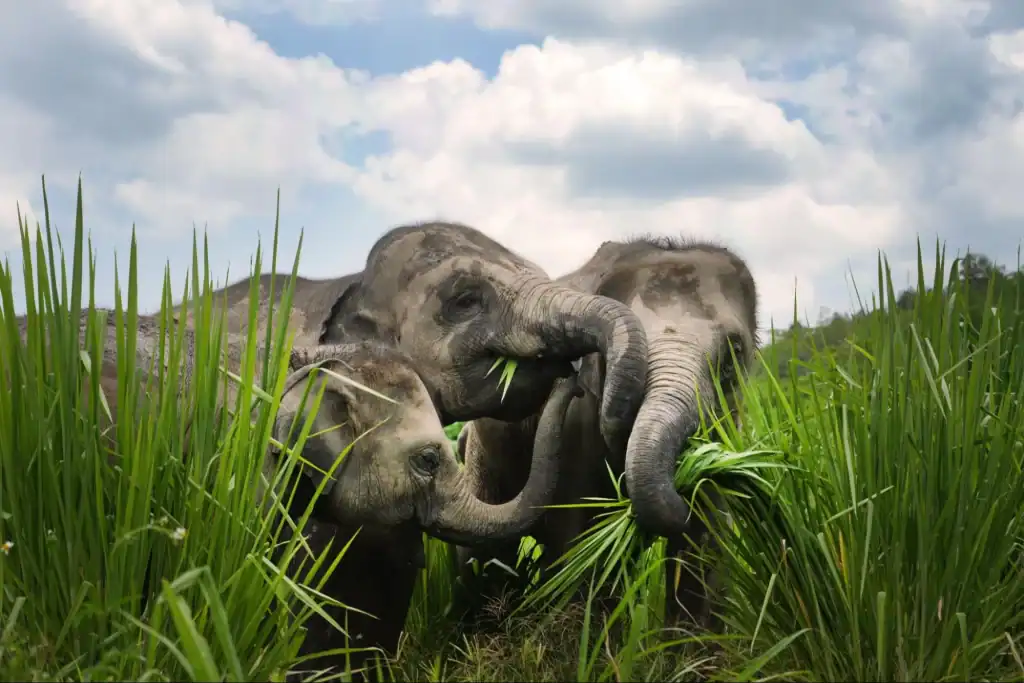 cool things about elephants