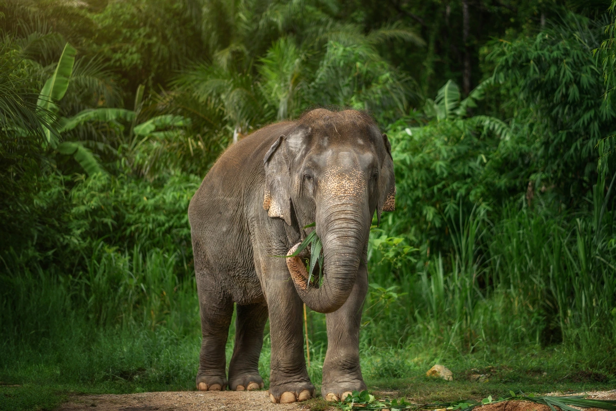 cool things about elephants