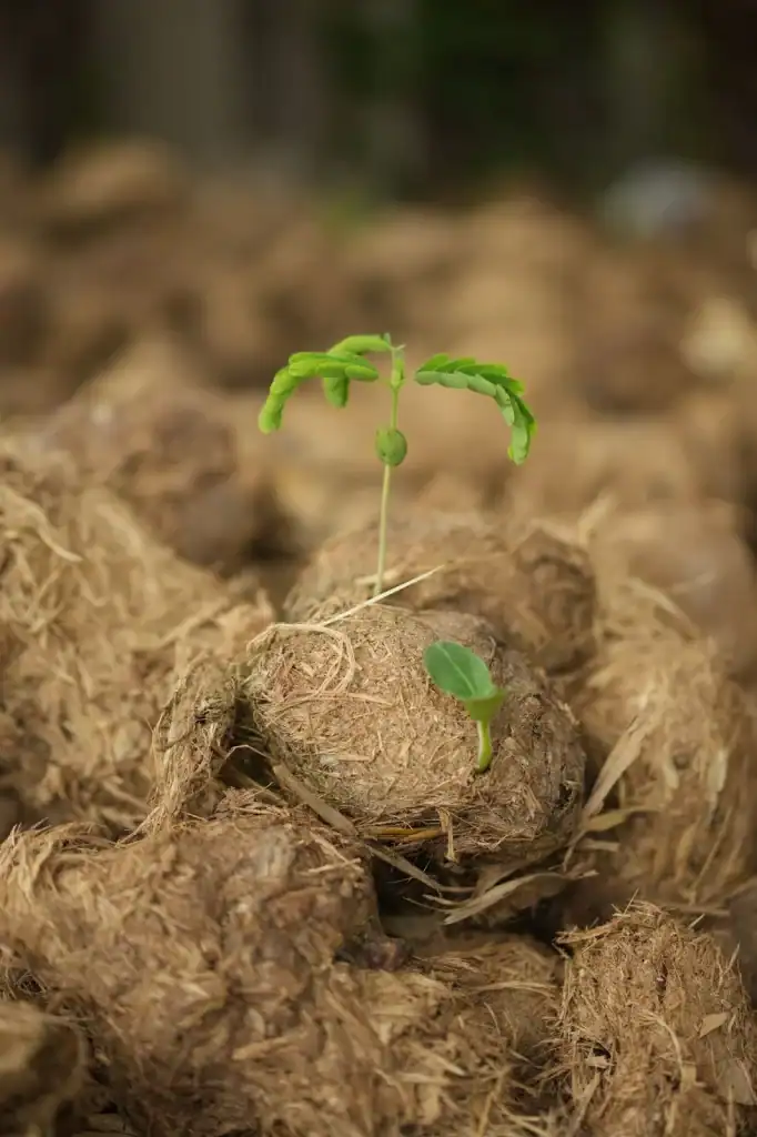 What Is Elephant Dung? 8 Amazing Elephant Dung Facts