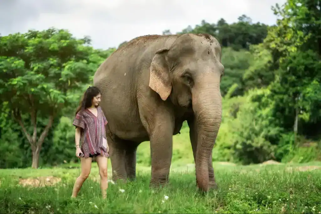 Guide to Asian Elephant: Everything You Need to Know