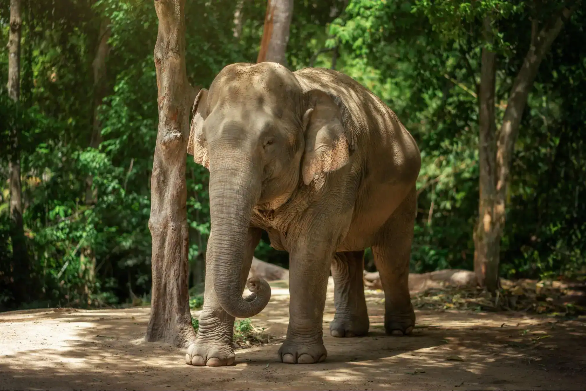 What Is Elephant Dung? 8 Amazing Elephant Dung Facts