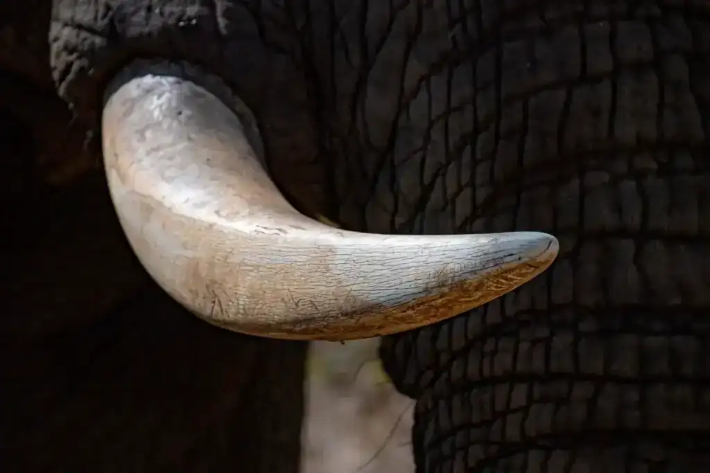 elephant teeth called