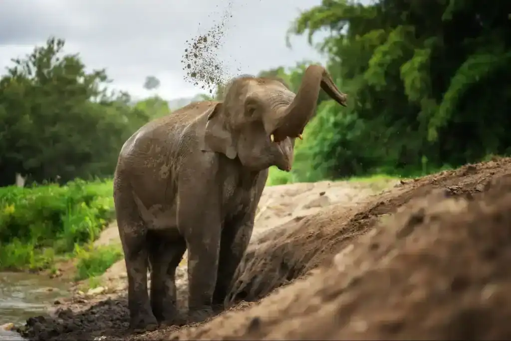 What is Elephant Tusks? All The Facts You Didn't Know