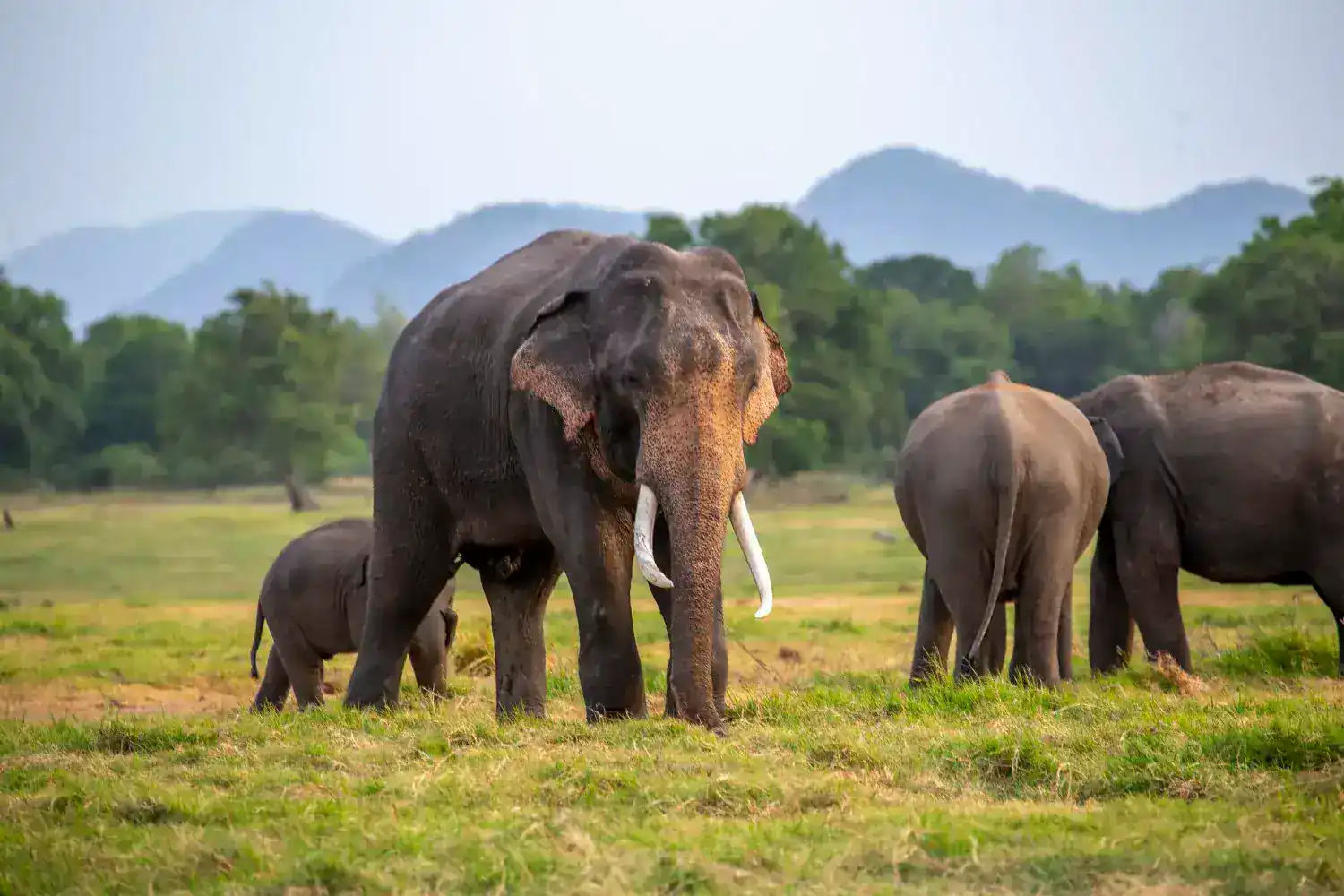 What is Elephant Tusks? All The Facts You Didn't Know