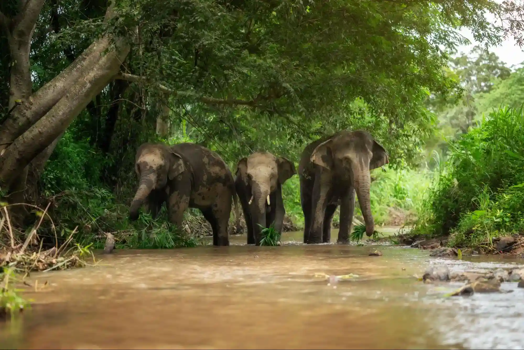 Elephant Lifespan: How Long Do Elephants Live?
