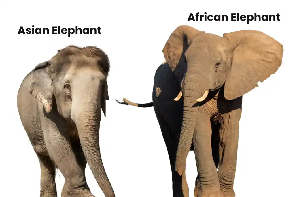 are elephants territorial