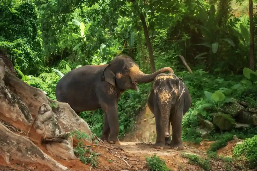How Do Elephants Communicate? The Language of Giants