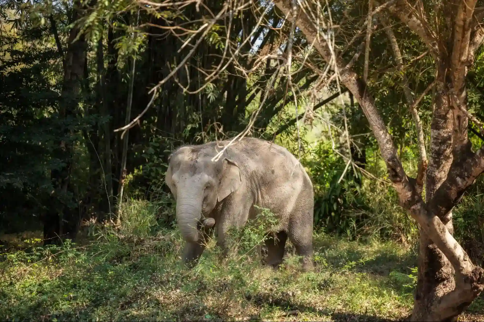 Why Elephant Habitat Matters: Understanding Their Natural Home