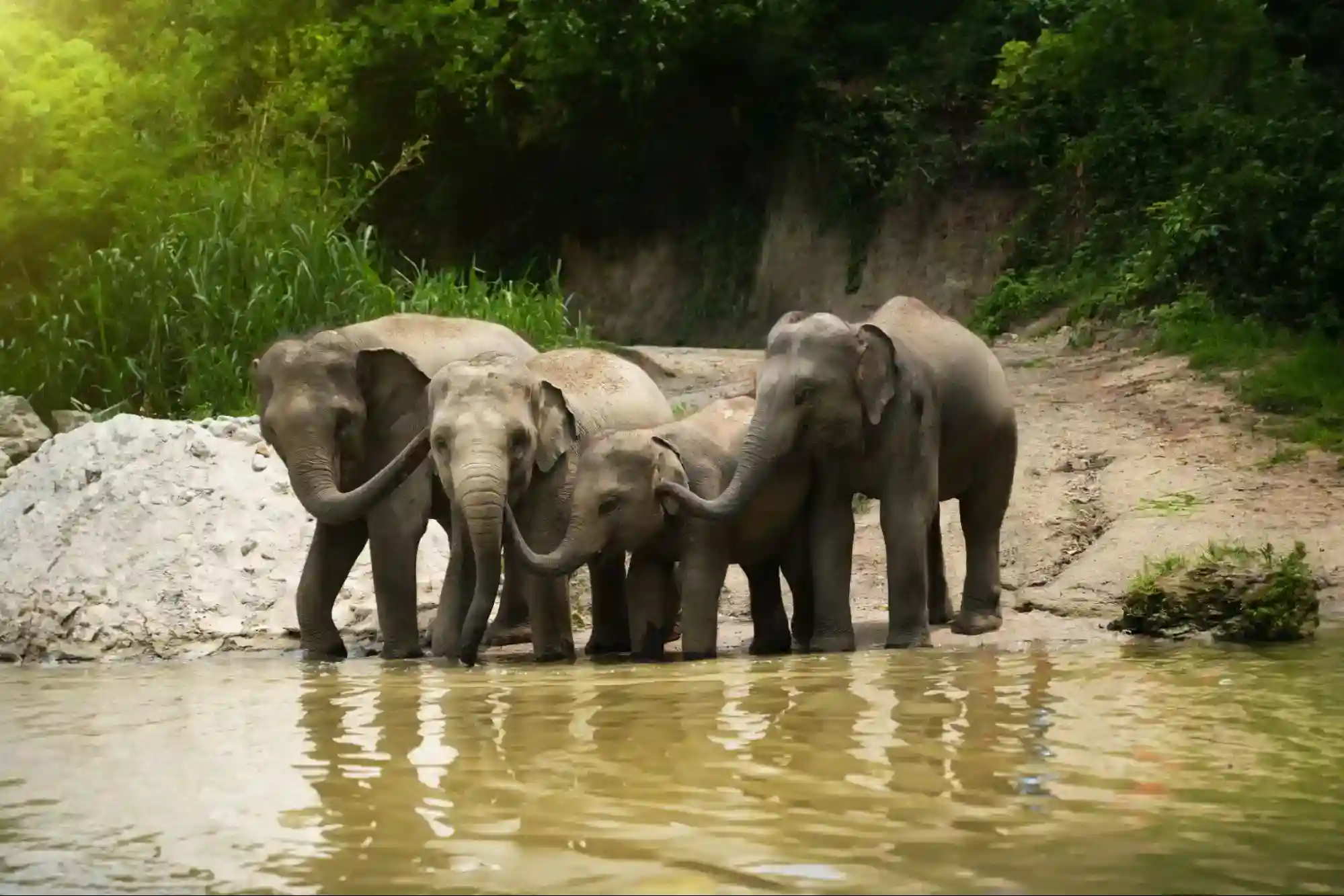 How Do Elephants Communicate? The Language of Giants