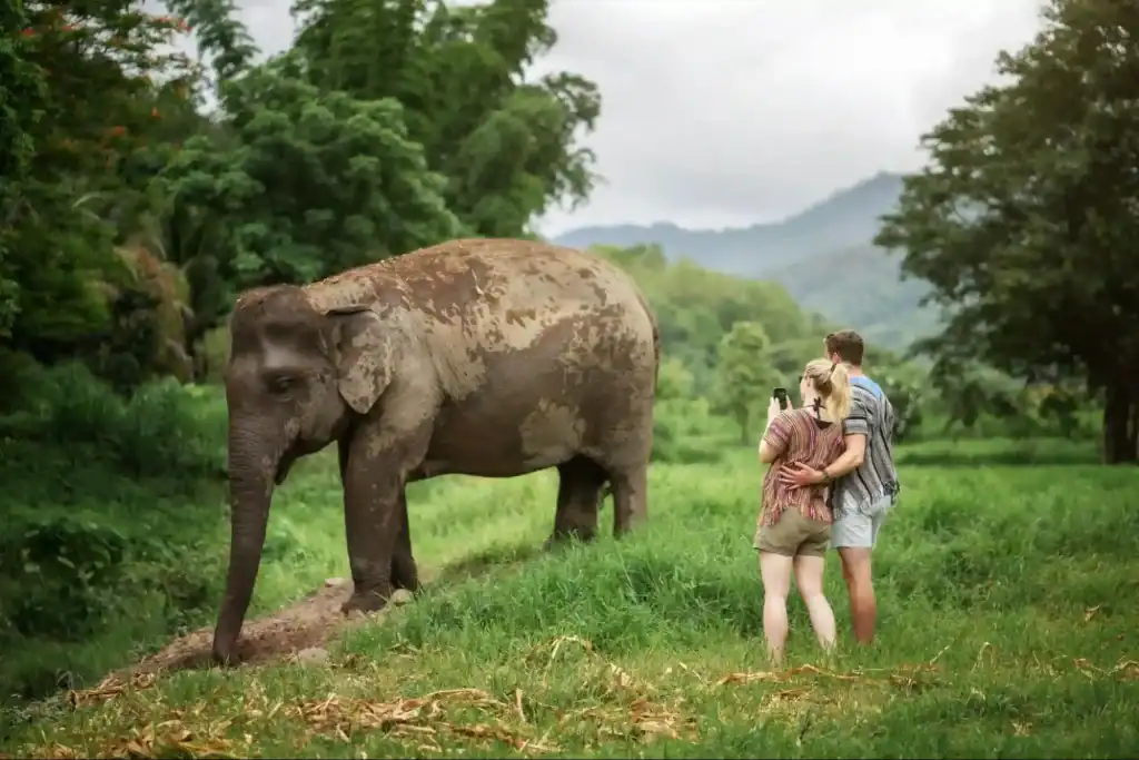 Why Elephant Habitat Matters: Understanding Their Natural Home