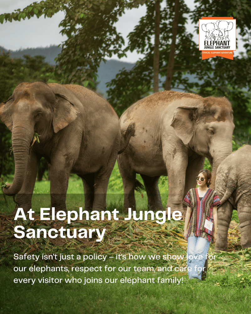 Home | Elephant Jungle Sanctuary Thailand