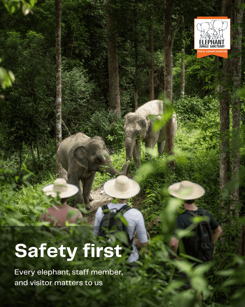 Home | Elephant Jungle Sanctuary Thailand
