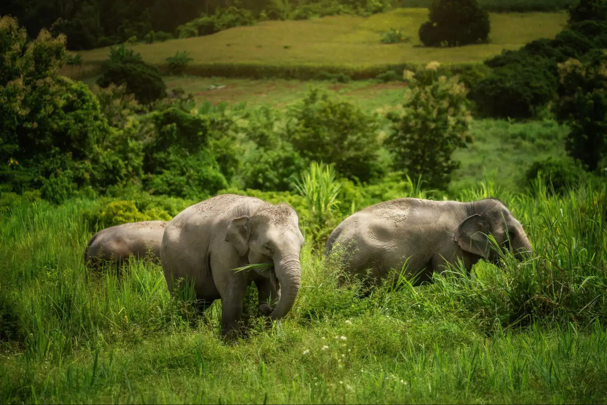 Elephant Welfare in Thailand: Current Situation & Solutions