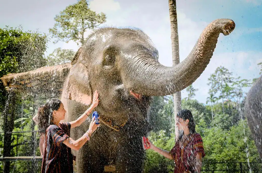 What Is Elephant Dung? 8 Amazing Elephant Dung Facts