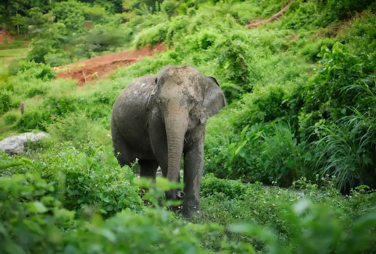 Elephant Weight: How Much is the Average Weight?