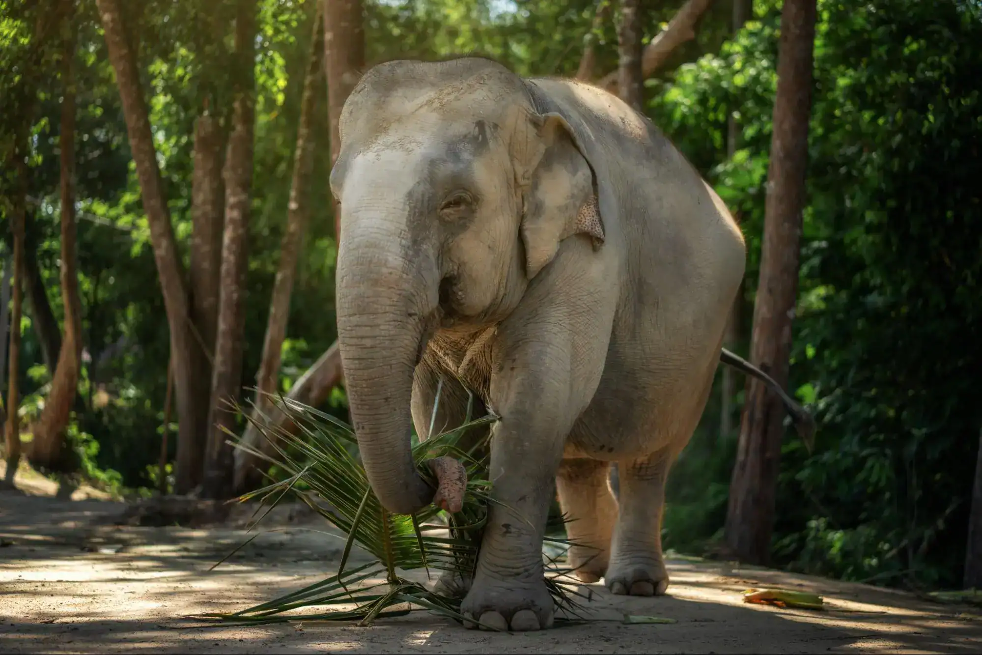 Elephant Trunk: Guide to Its Anatomy and Functions