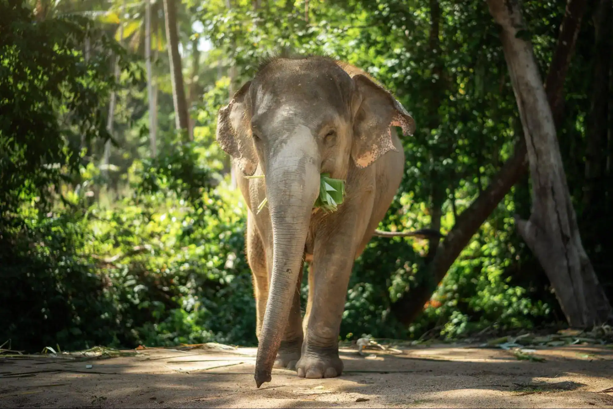 elephant trunk function