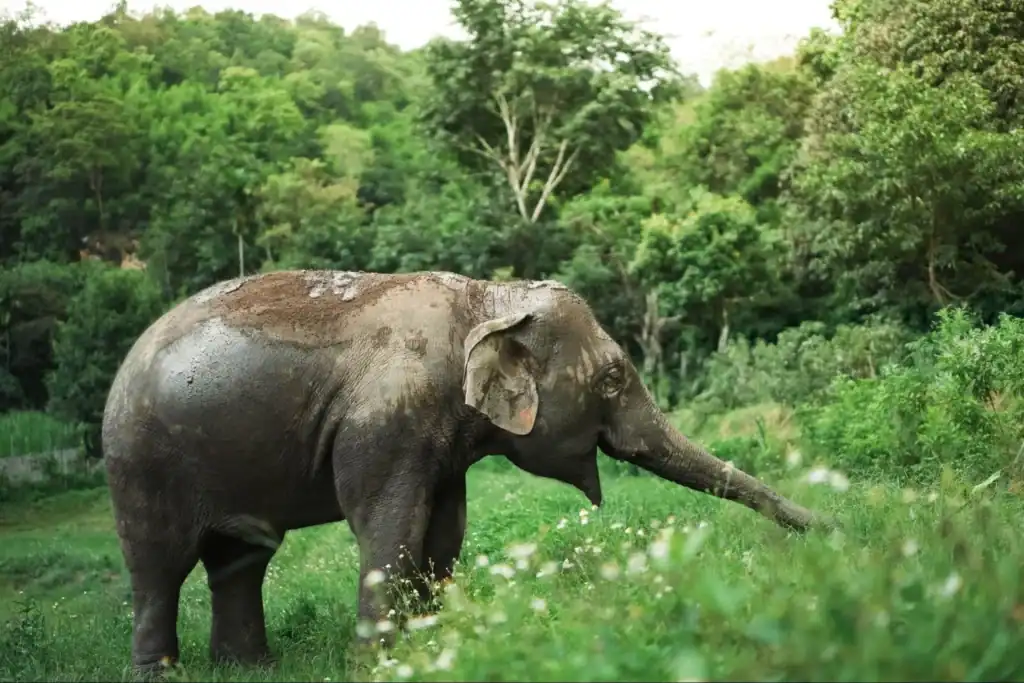 Elephant Welfare in Thailand: Current Situation & Solutions