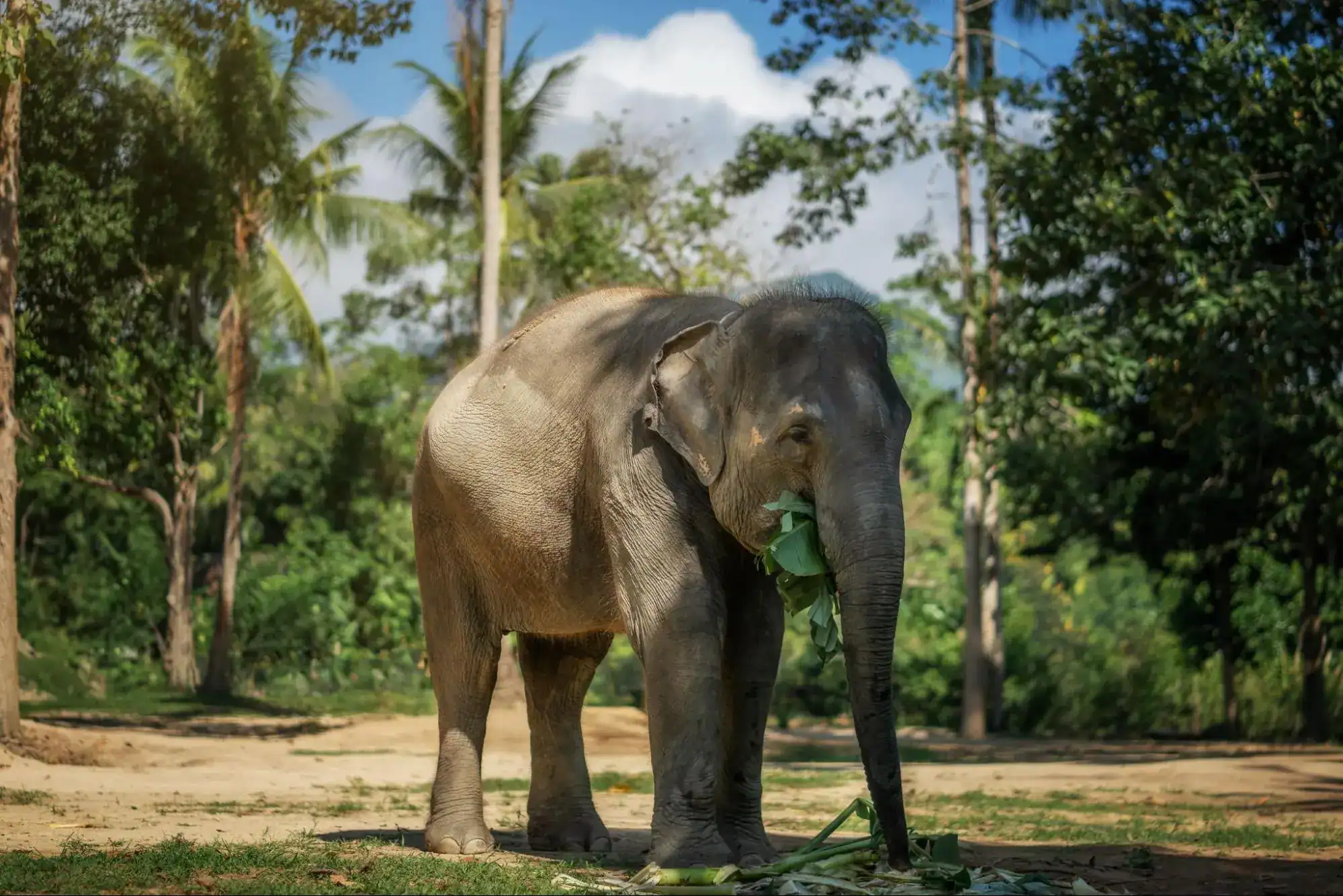 Elephant Trunk: Guide to Its Anatomy and Functions